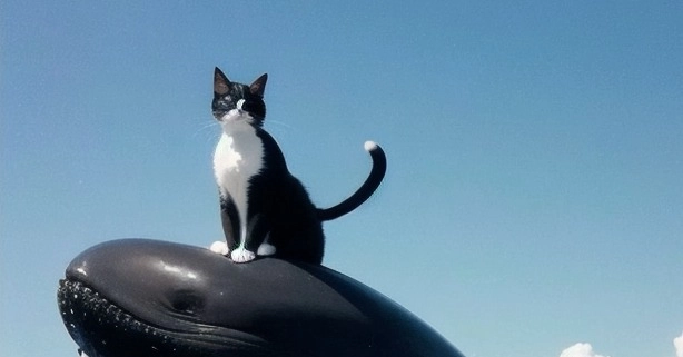 cat riding a whale | AIArt | Aipictors